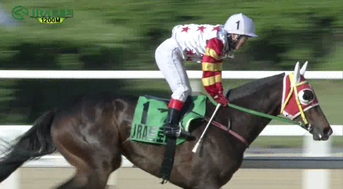 [토8R 제25회 JRA트로피] 국제경주 주간 Start…첫 주자는 과천벌 국산마