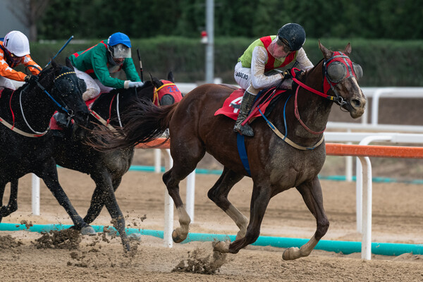 제33회 서울마주협회장배 개최… 최초의 '스프린터' 시리즈 3관, '빈체로카발로'가 이루나?